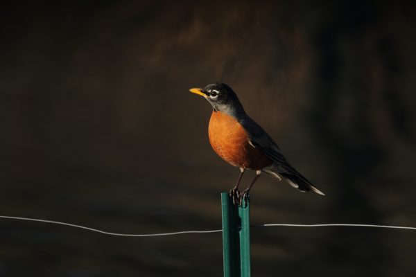 The Robin | All Okinawa Karate & Kobudo